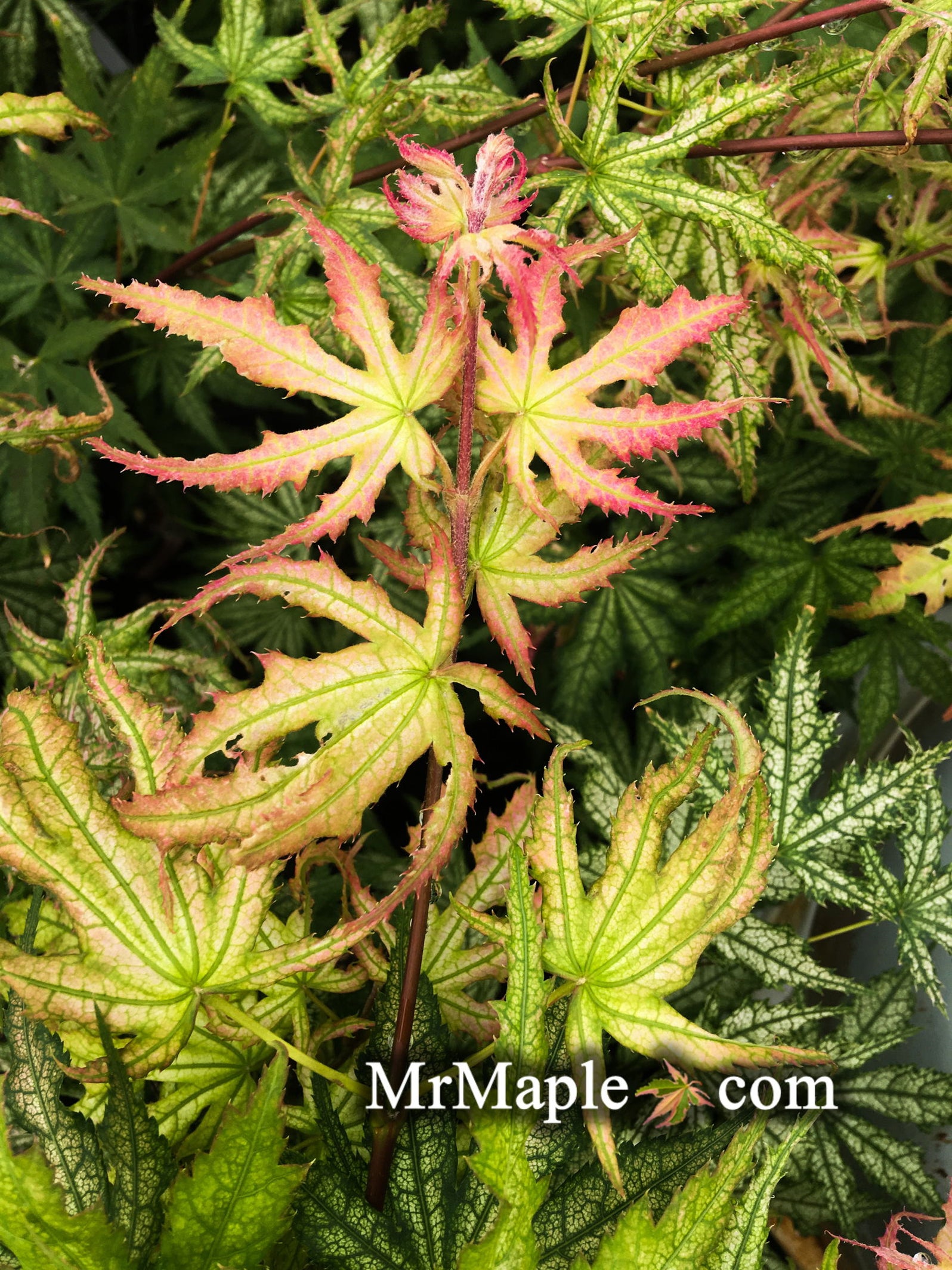Buy Acer palmatum 'Ghost Dancer' Japanese Maple — Mr Maple │ Buy ...