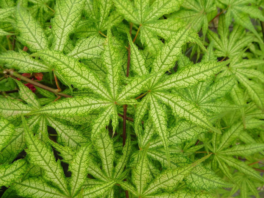 Buy Acer palmatum 'Ghost Dancer' Japanese Maple — Mr Maple │ Buy ...