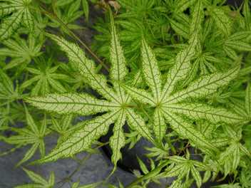 Buy Acer palmatum 'Ghost Dancer' Japanese Maple — Mr Maple │ Buy ...