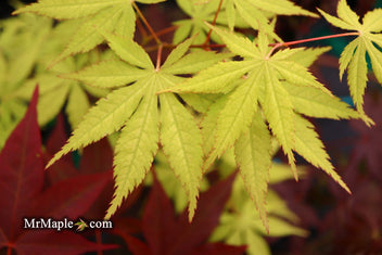 Buy Acer palmatum 'Ghost Dancer' Japanese Maple — Mr Maple │ Buy ...