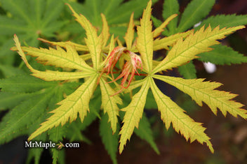 Buy Acer palmatum 'Ghost Dancer' Japanese Maple — Mr Maple │ Buy ...