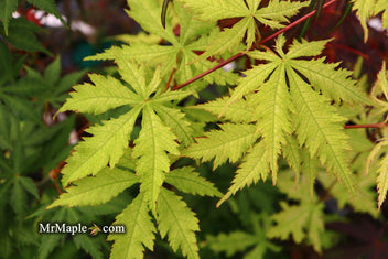Buy Acer palmatum 'Ghost Dancer' Japanese Maple — Mr Maple │ Buy ...