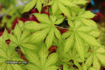 Buy Acer palmatum 'Ghost Dancer' Japanese Maple — Mr Maple │ Buy ...