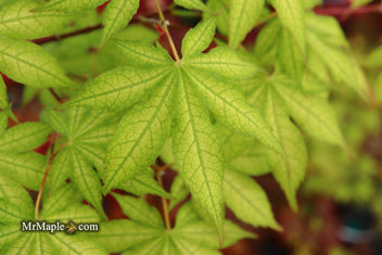 Buy Acer palmatum 'Ghost Dancer' Japanese Maple — Mr Maple │ Buy ...