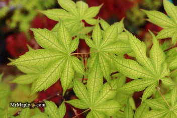 Buy Acer palmatum 'Ghost Dancer' Japanese Maple — Mr Maple │ Buy ...