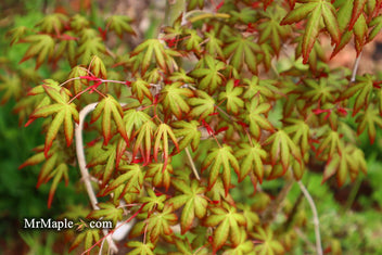 Buy Acer palmatum 'Ghost Dragon' Japanese Maple — Mr Maple │ Buy ...
