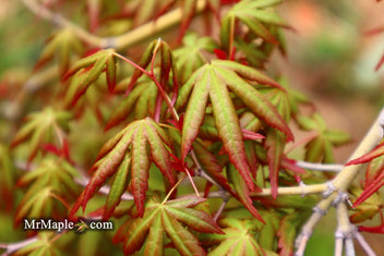 Buy Acer palmatum 'Ghost Dragon' Japanese Maple — Mr Maple │ Buy ...