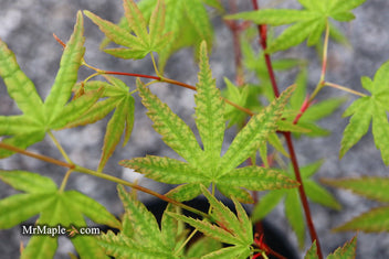 Buy Acer palmatum 'Ghost Dragon' Japanese Maple — Mr Maple │ Buy ...