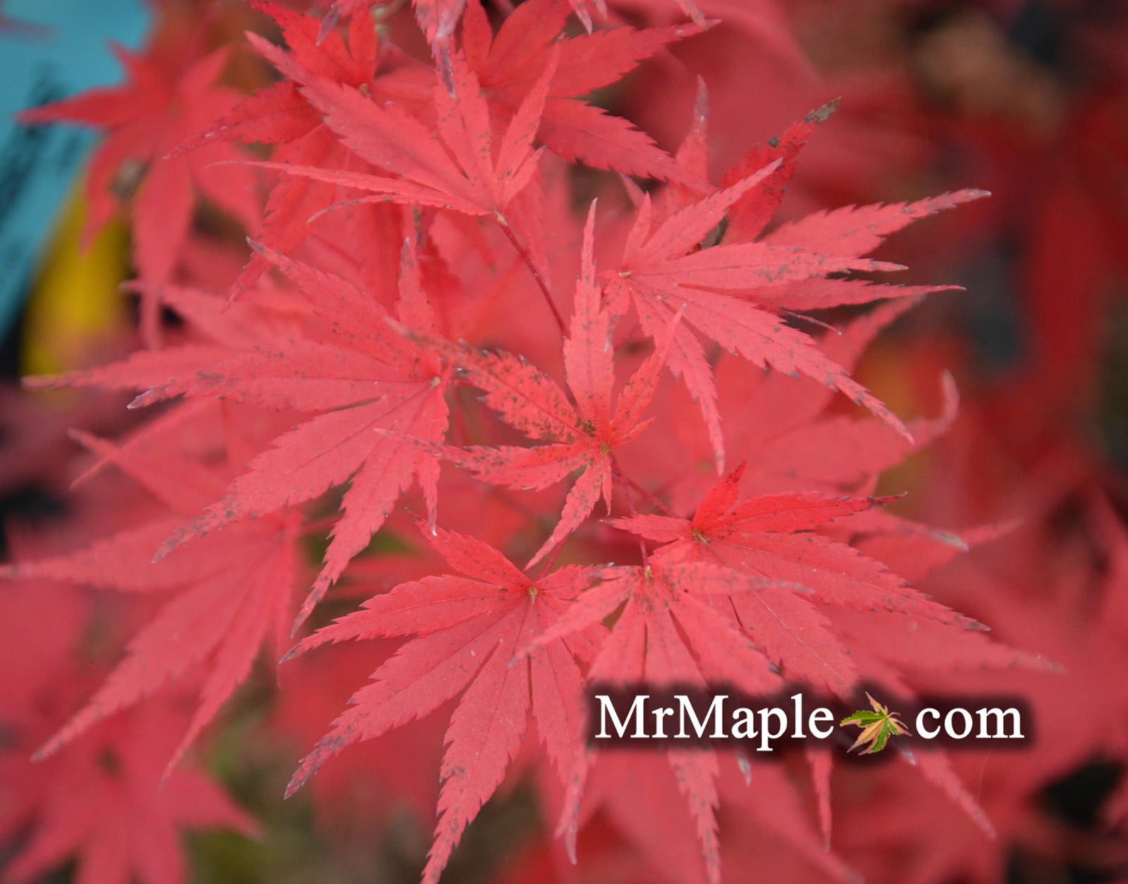 Buy Acer palmatum 'Glowing Embers' by Michael Dirr Japanese Maple — Mr ...