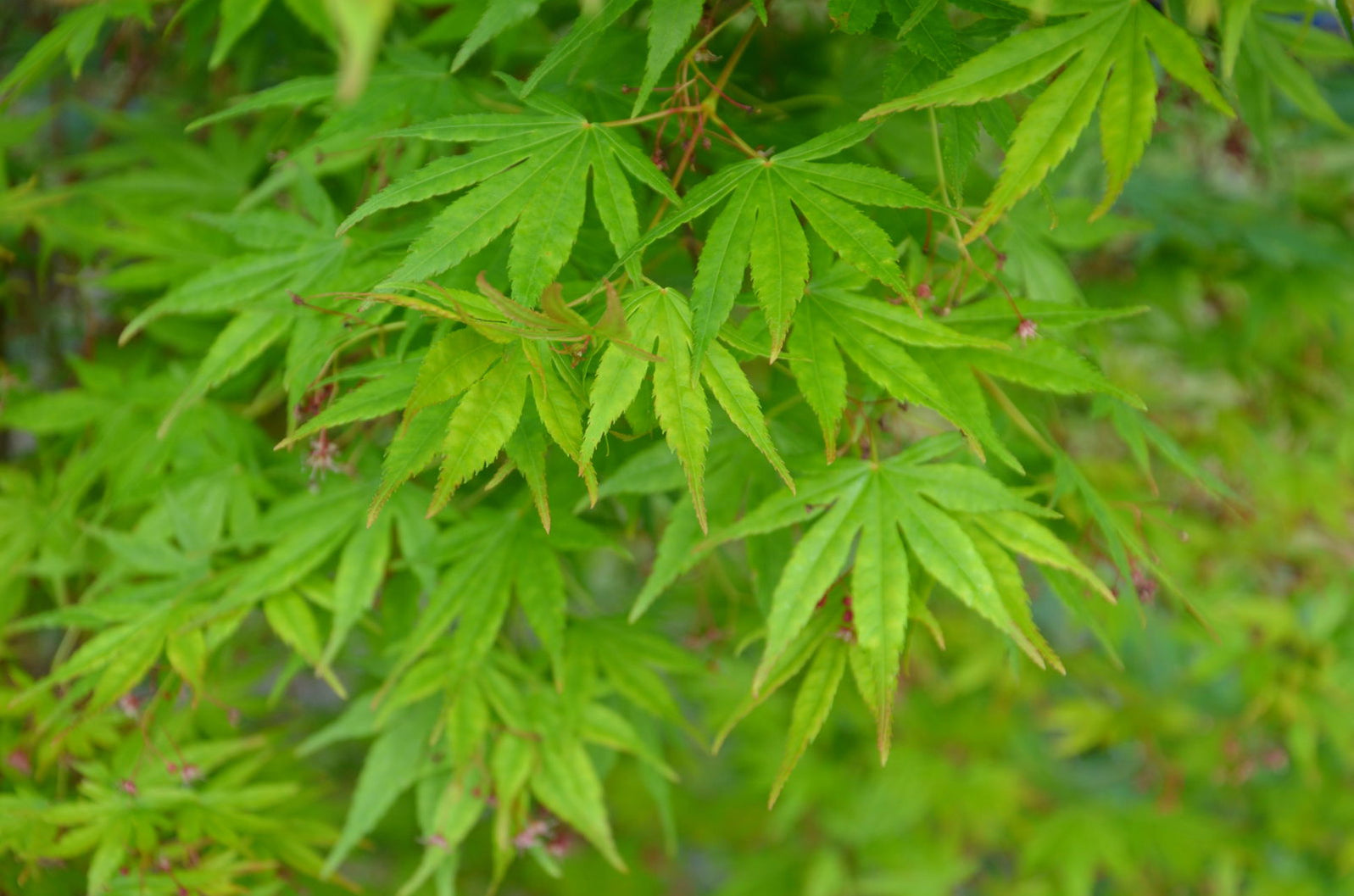 Buy Acer palmatum 'Glowing Embers' by Michael Dirr Japanese Maple — Mr ...
