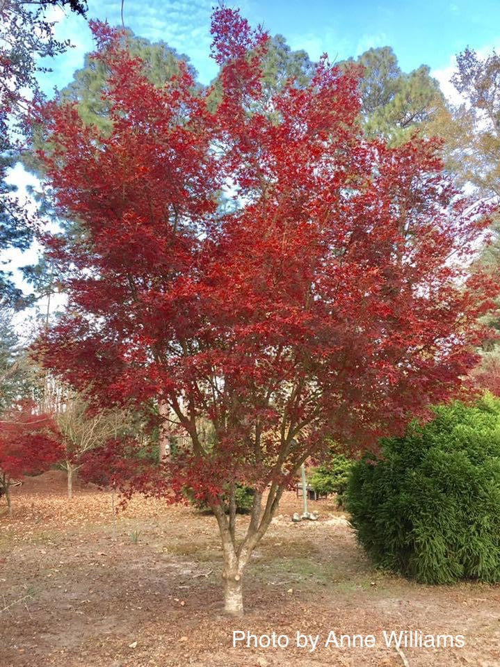Buy Acer palmatum 'Glowing Embers' by Michael Dirr Japanese Maple — Mr ...
