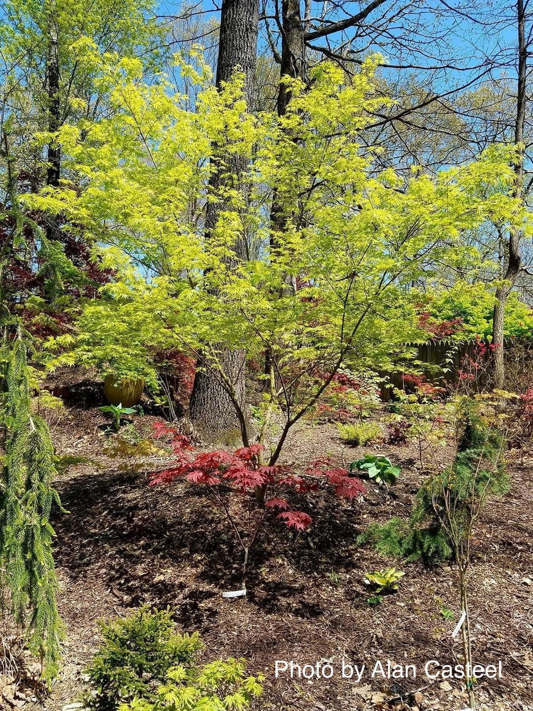 Buy Acer palmatum 'Glowing Embers' by Michael Dirr Japanese Maple — Mr ...