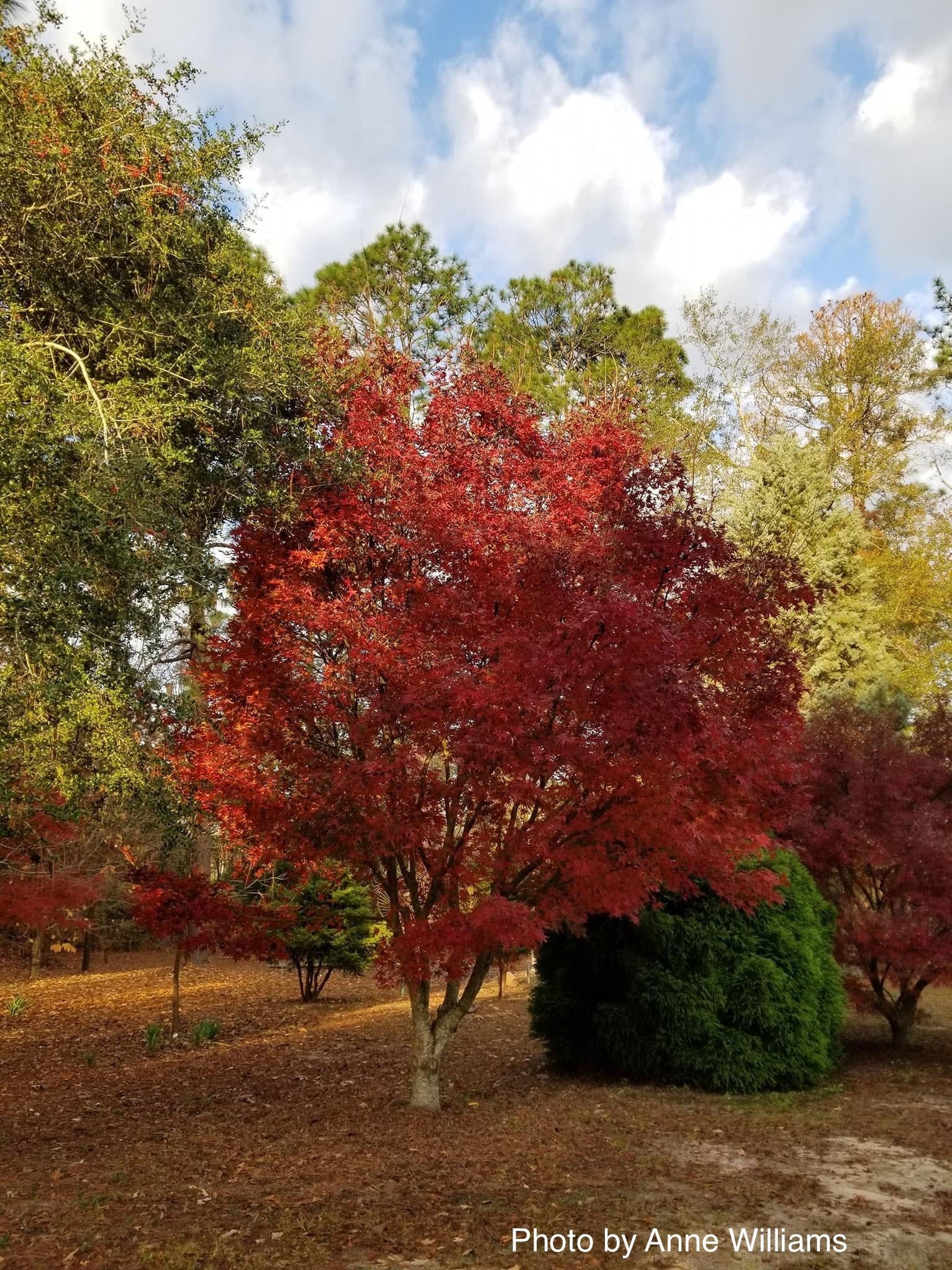 Buy Acer palmatum 'Glowing Embers' by Michael Dirr Japanese Maple — Mr ...