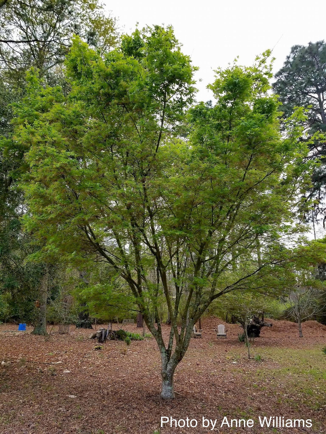 Buy Acer palmatum 'Glowing Embers' by Michael Dirr Japanese Maple — Mr ...