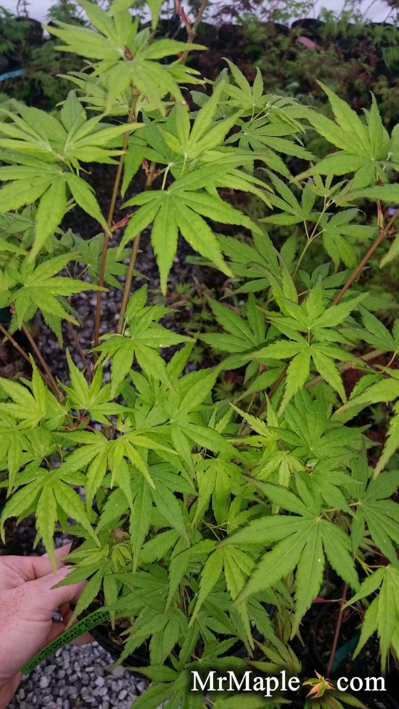 Buy Acer palmatum 'Glowing Embers' by Michael Dirr Japanese Maple — Mr ...