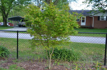 Buy Acer palmatum 'Glowing Embers' by Michael Dirr Japanese Maple — Mr ...