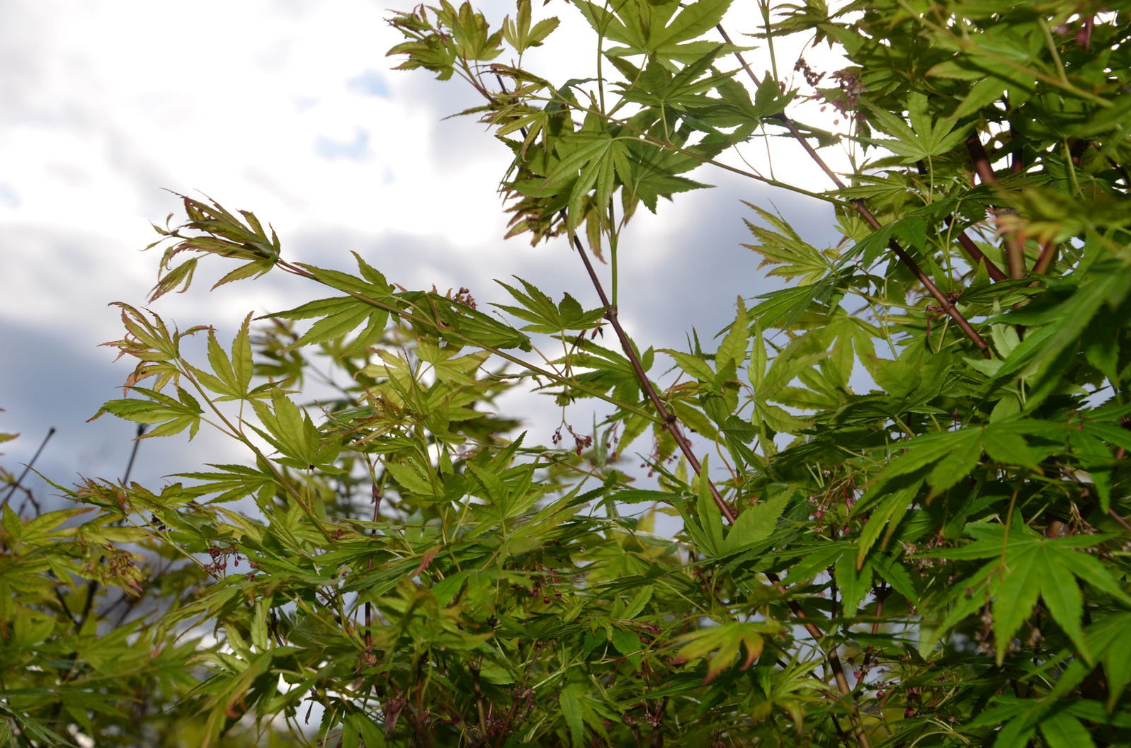 Buy Acer palmatum 'Glowing Embers' by Michael Dirr Japanese Maple — Mr ...
