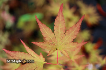 Buy Acer palmatum 'Glowing Embers' by Michael Dirr Japanese Maple — Mr ...