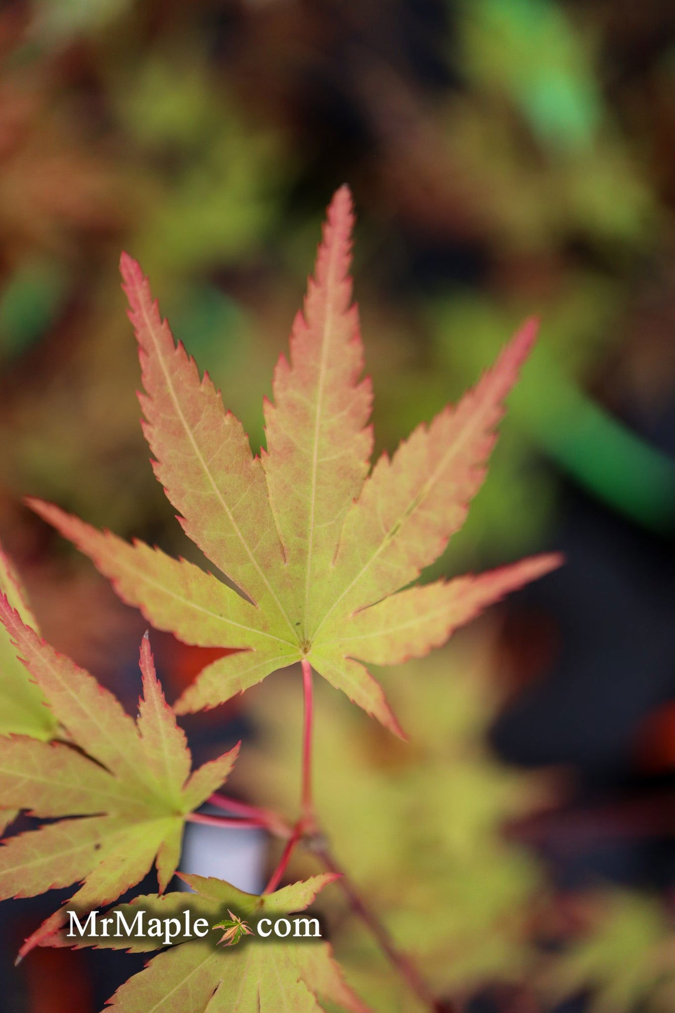Buy Acer palmatum 'Glowing Embers' by Michael Dirr Japanese Maple — Mr ...