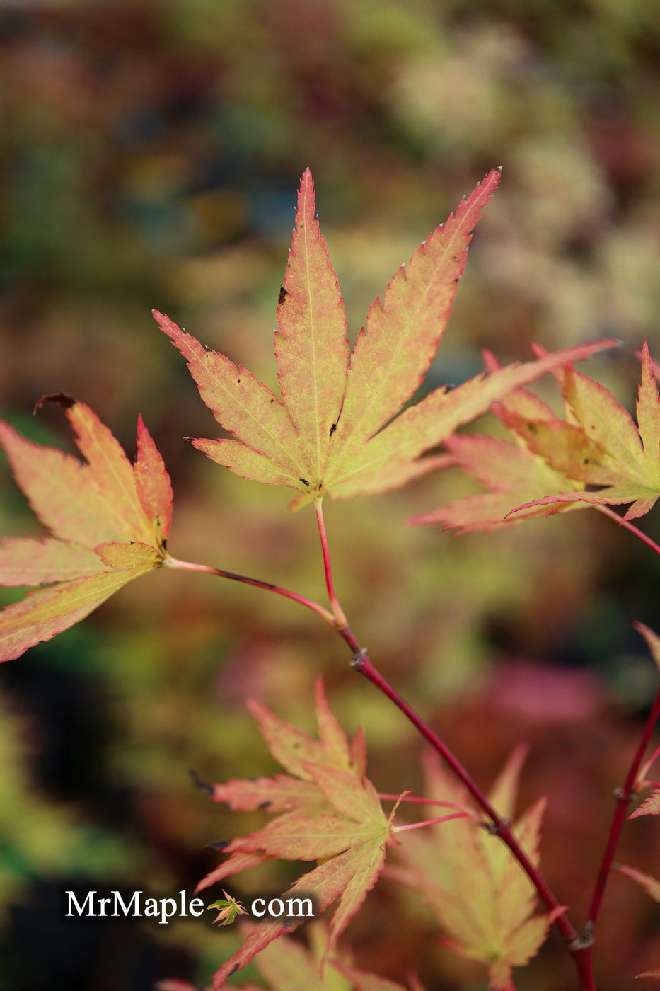 Buy Acer palmatum 'Glowing Embers' by Michael Dirr Japanese Maple — Mr ...