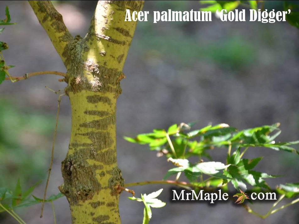 Buy-Acer palmatum 'Gold Digger' Yellow Coral Bark Japanese Maple — Mr ...