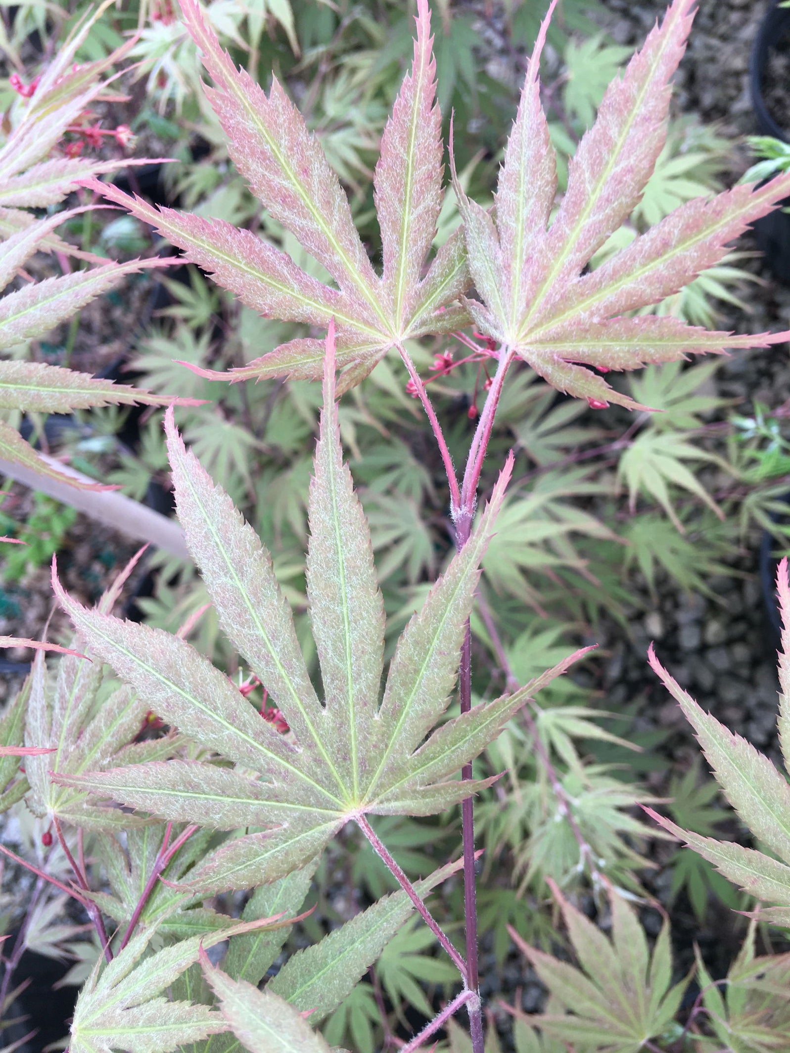 Buy Japanese Maples - MrMaple — Mr Maple │ Buy Japanese Maple Trees