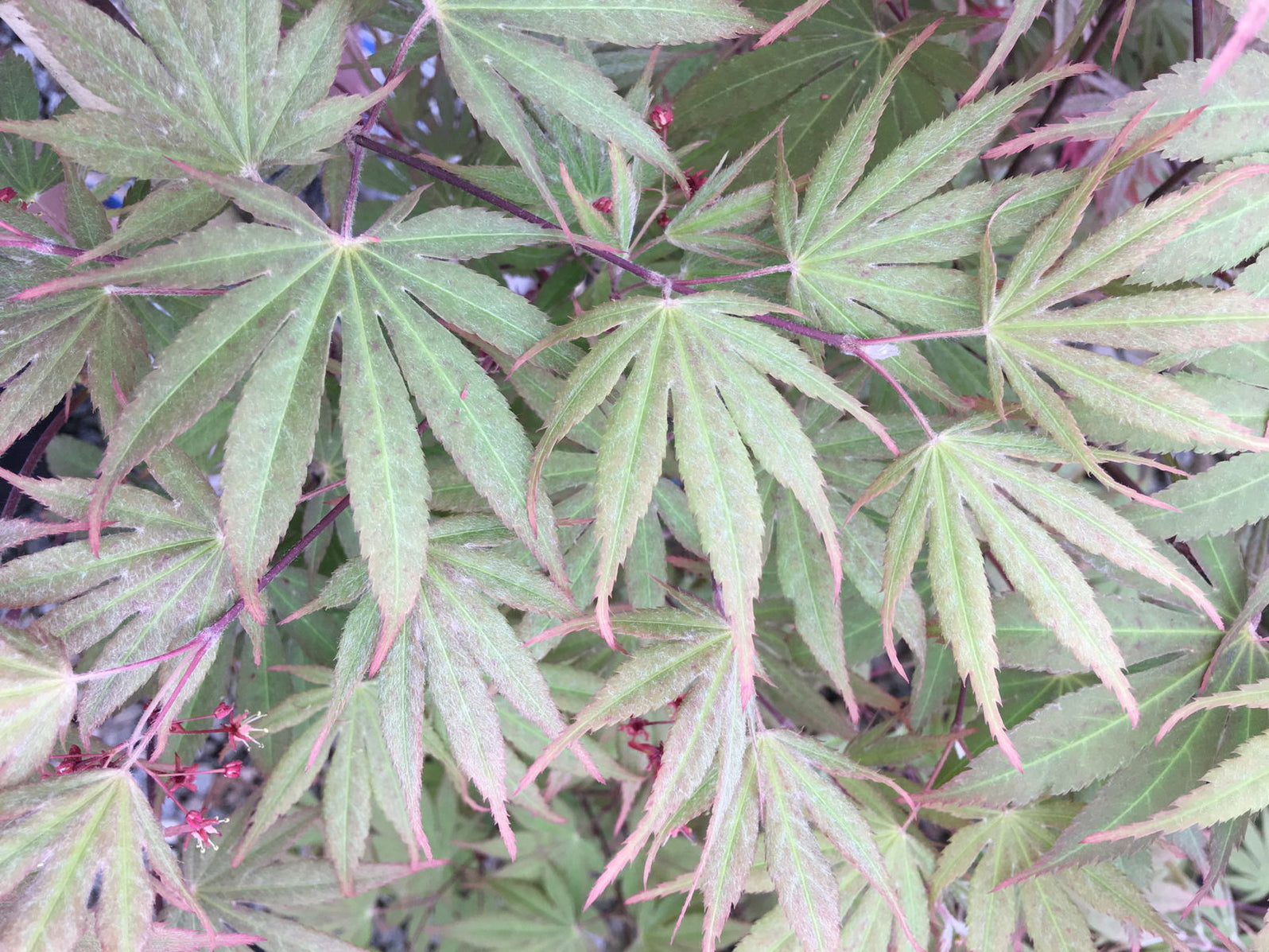 Buy Acer shirasawanum 'Green Elf' Japanese Maple — Mr Maple │ Buy ...