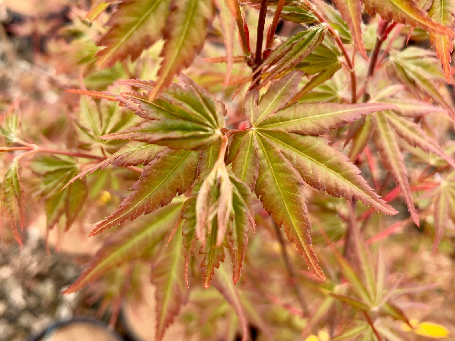Buy Acer palmatum 'Green Goblin' Dwarf Japanese Maple — Mr Maple │ Buy ...