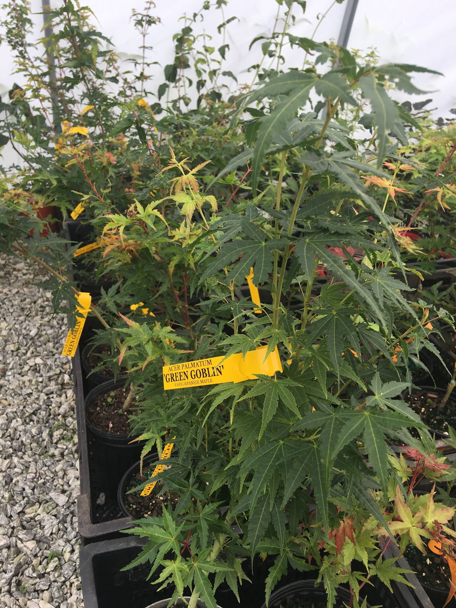 Buy Acer palmatum 'Green Goblin' Dwarf Japanese Maple — Mr Maple │ Buy ...