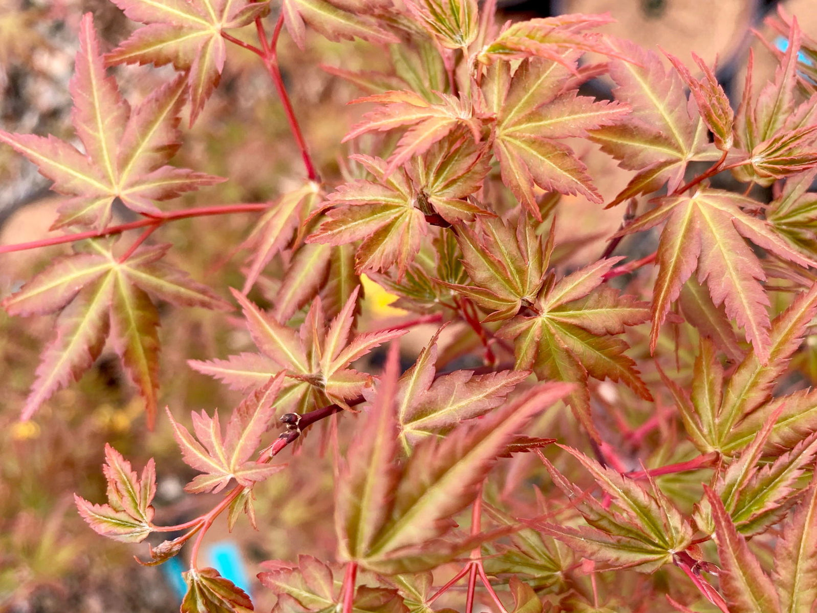 Buy Acer palmatum 'Green Goblin' Dwarf Japanese Maple — Mr Maple │ Buy ...