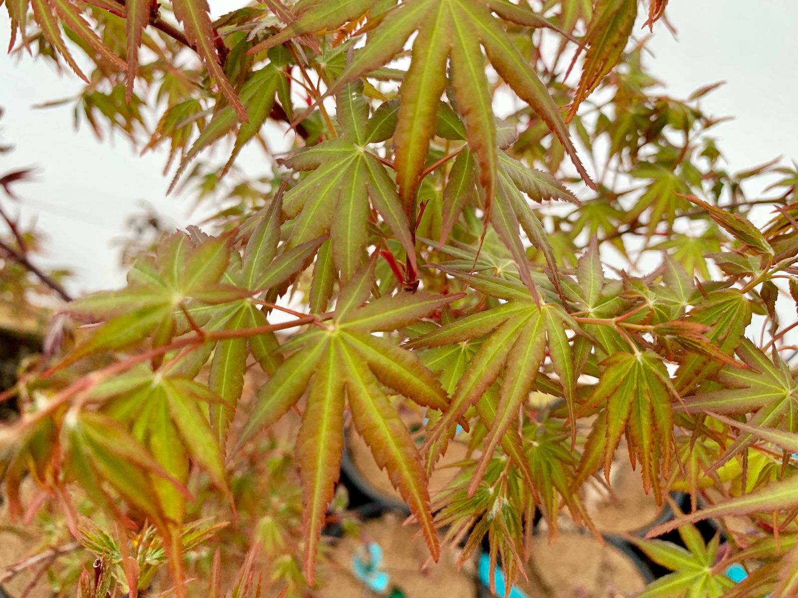 Buy Acer palmatum 'Green Goblin' Dwarf Japanese Maple — Mr Maple │ Buy ...