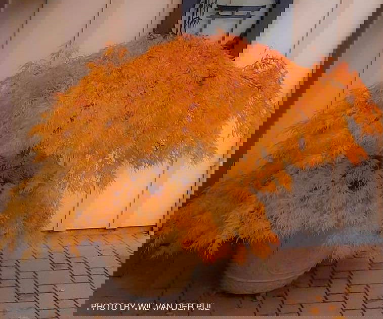 Buy Acer palmatum 'Green Mist' Japanese Maple — Mr Maple │ Buy Japanese ...