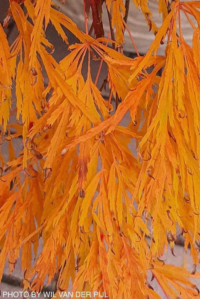 Buy Acer palmatum 'Green Mist' Japanese Maple — Mr Maple │ Buy Japanese ...