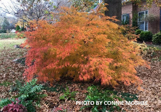 Buy Acer palmatum 'Green Mist' Japanese Maple — Mr Maple │ Buy Japanese ...