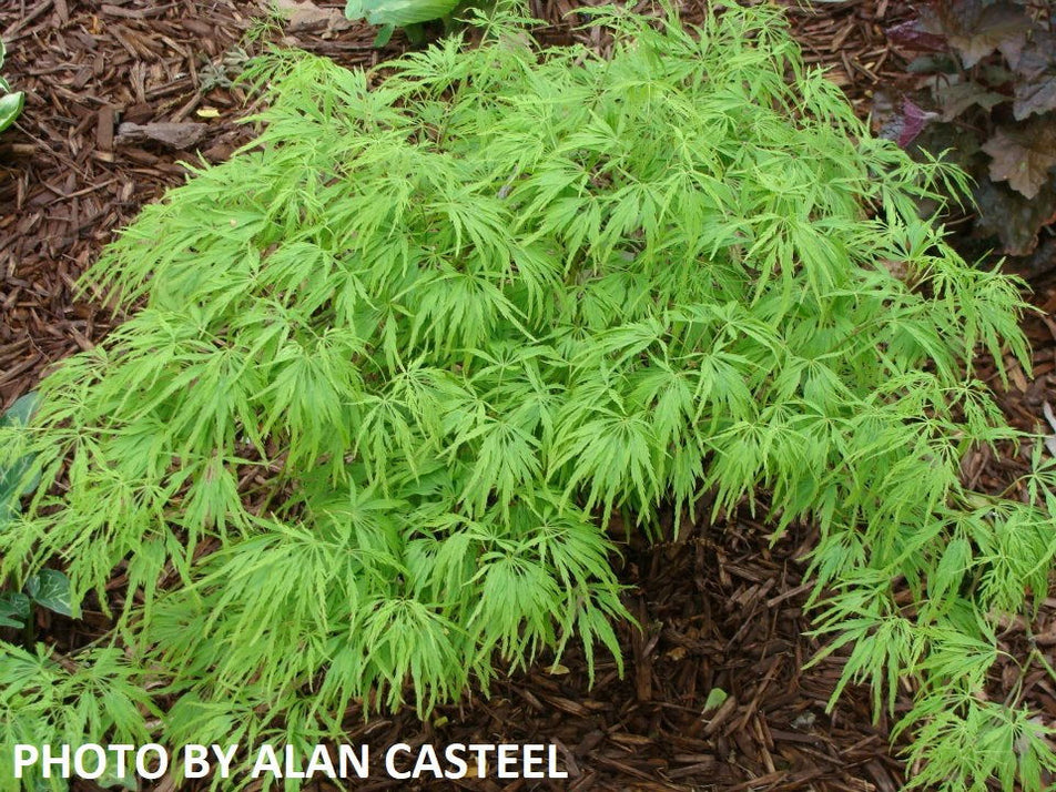 Buy Acer palmatum 'Green Mist' Japanese Maple — Mr Maple │ Buy Japanese ...