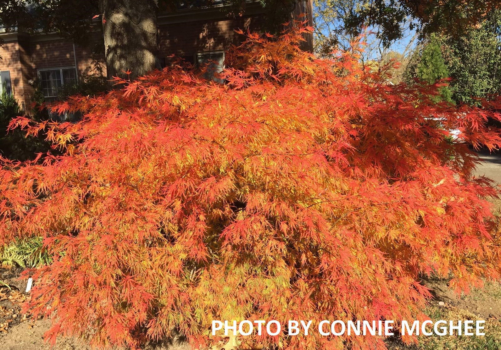Buy Acer palmatum 'Green Mist' Japanese Maple — Mr Maple │ Buy Japanese ...