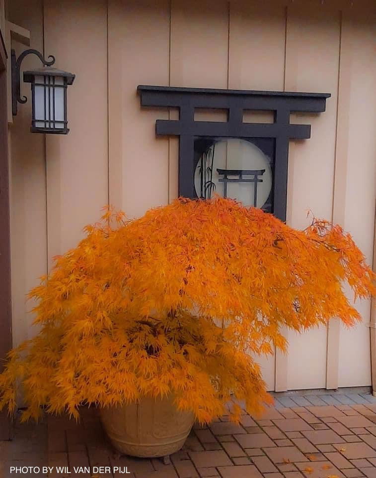 Buy Acer palmatum 'Green Mist' Japanese Maple — Mr Maple │ Buy Japanese ...