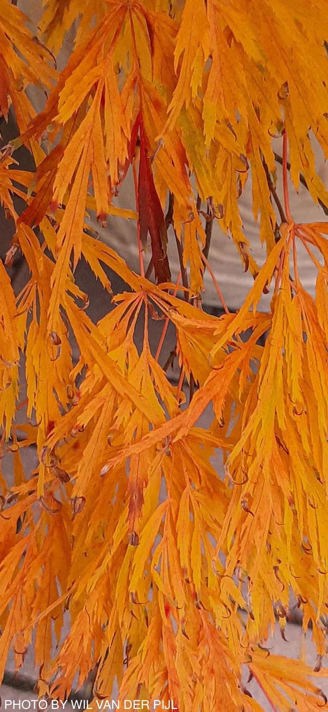 Buy Acer palmatum 'Green Mist' Japanese Maple — Mr Maple │ Buy Japanese ...