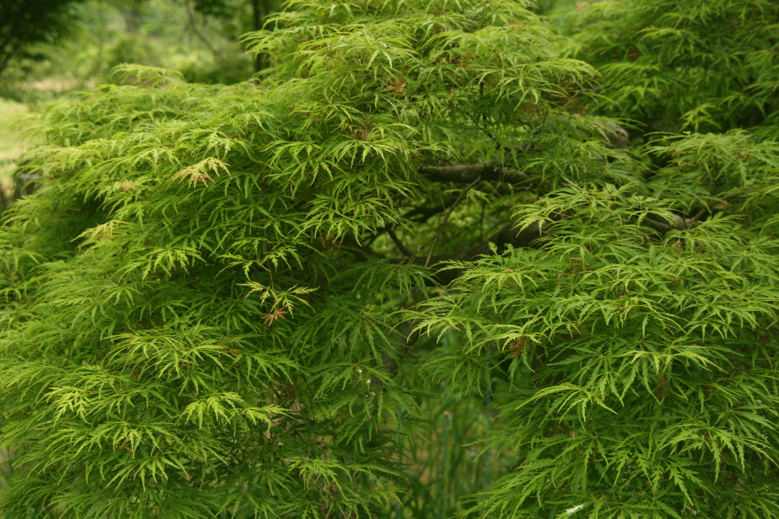 Buy Acer palmatum 'Green Mist' Japanese Maple — Mr Maple │ Buy Japanese ...