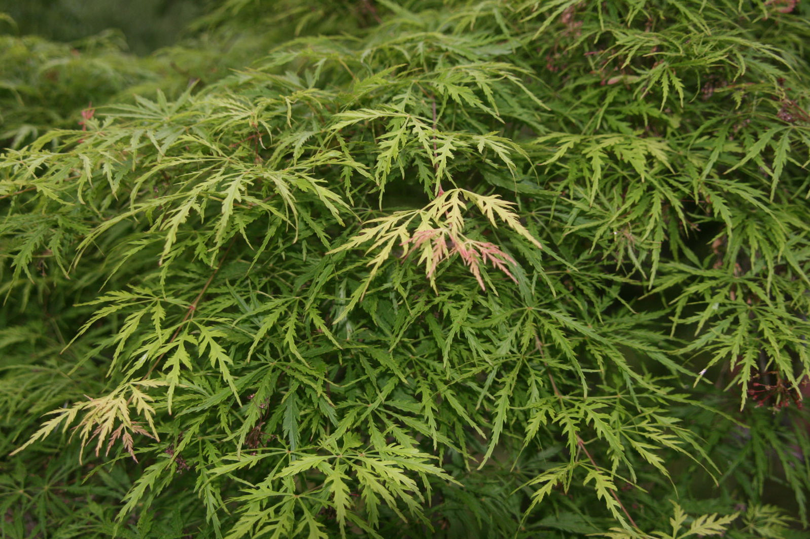 Buy Acer palmatum 'Green Mist' Japanese Maple — Mr Maple │ Buy Japanese ...