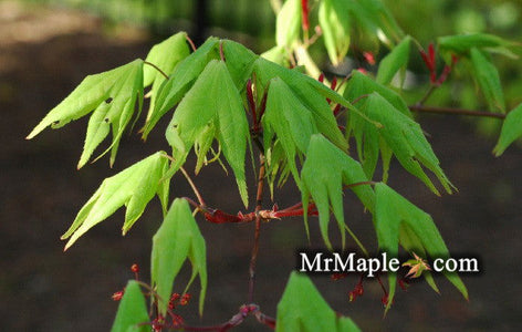 Buy Acer palmatum 'Green Star' Japanese Maple — Mr Maple │ Buy Japanese ...