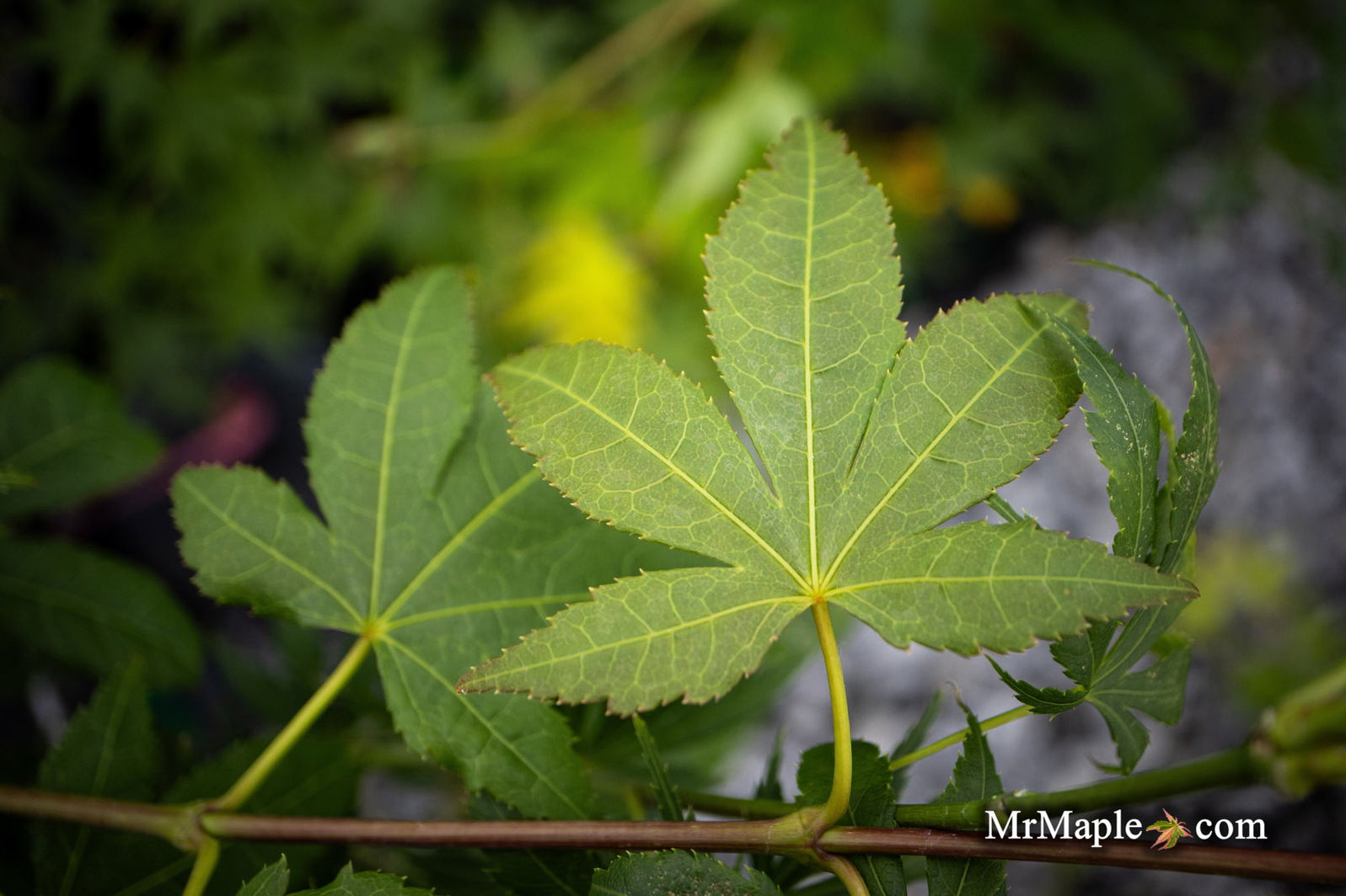 Buy Acer palmatum 'Green Star' Japanese Maple — Mr Maple │ Buy Japanese ...