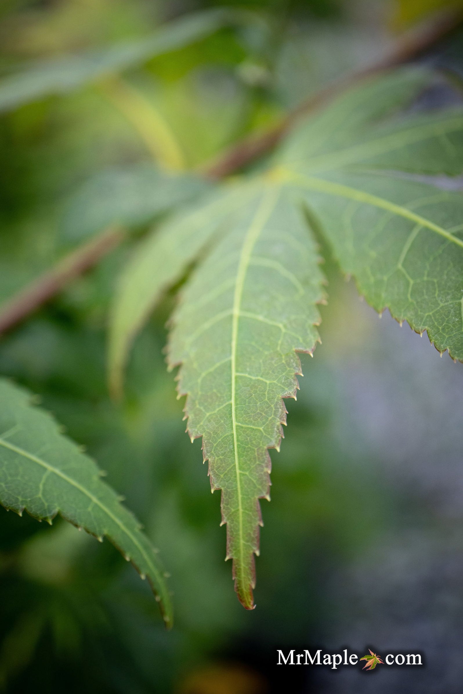 Buy Acer palmatum 'Green Star' Japanese Maple — Mr Maple │ Buy Japanese ...
