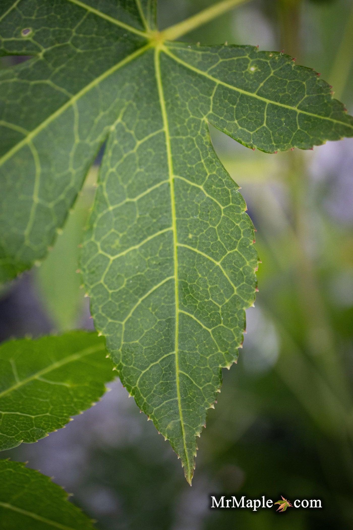 Buy Acer palmatum 'Green Star' Japanese Maple — Mr Maple │ Buy Japanese ...