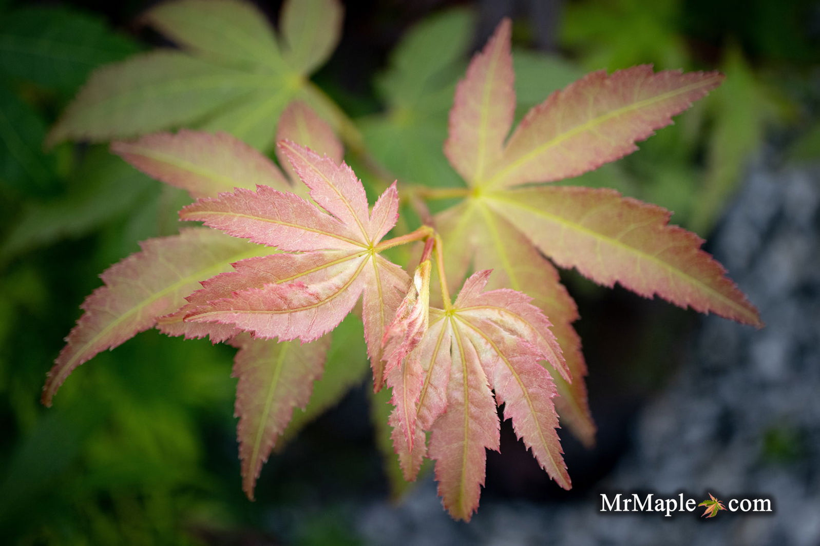 Buy Acer palmatum 'Green Star' Japanese Maple — Mr Maple │ Buy Japanese ...
