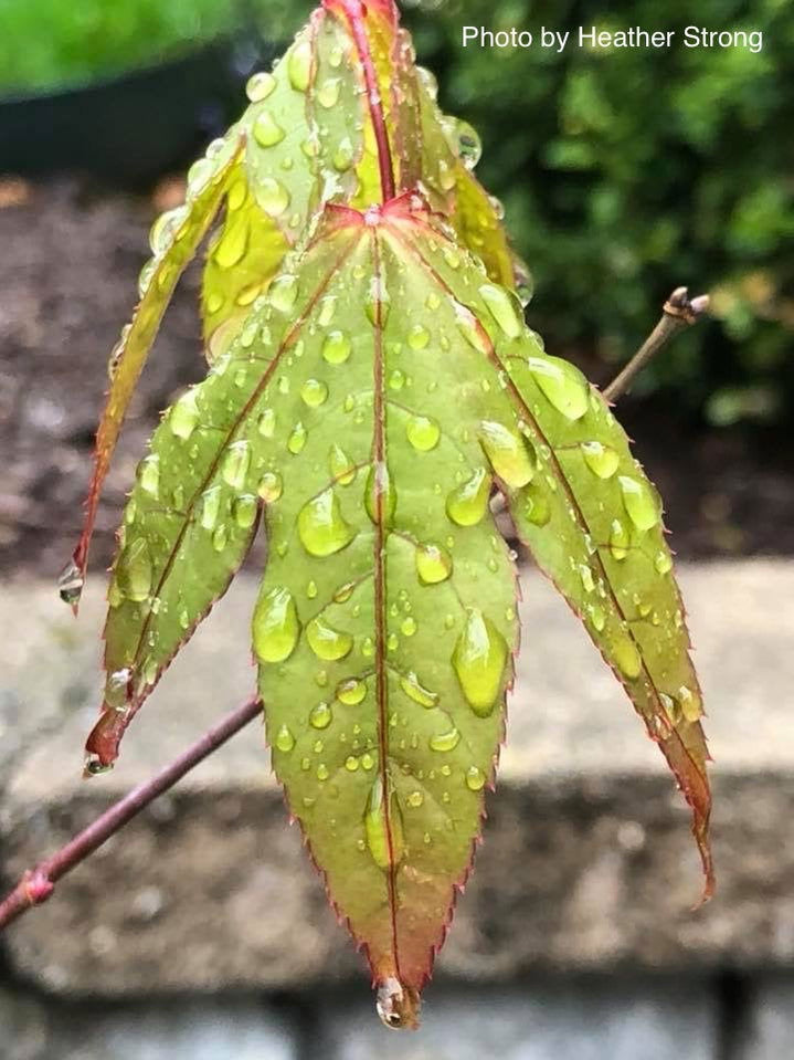 Buy Acer palmatum 'Green Tea' Japanese Maple — Mr Maple │ Buy Japanese ...