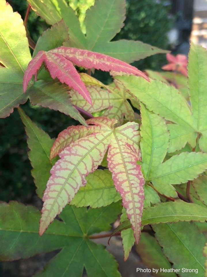 Buy Acer palmatum 'Green Tea' Japanese Maple — Mr Maple │ Buy Japanese ...