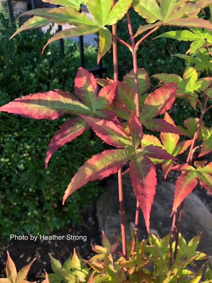 Buy Acer palmatum 'Green Tea' Japanese Maple — Mr Maple │ Buy Japanese ...