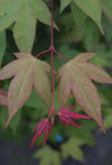 Buy Acer palmatum 'Green Tea' Japanese Maple — Mr Maple │ Buy Japanese ...