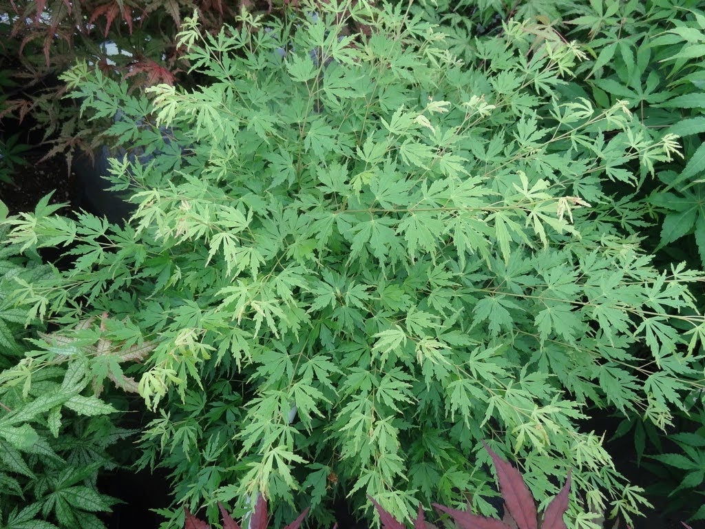 Buy Weeping Japanese Maples — Mr Maple │ Buy Japanese Maple Trees